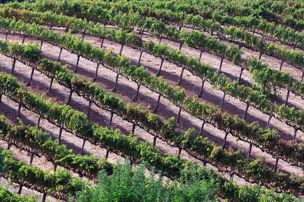 King Family Vineyard | Tellus Agronomics